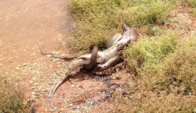 10-ft Python eats crocodile after 4-hour battle: Video