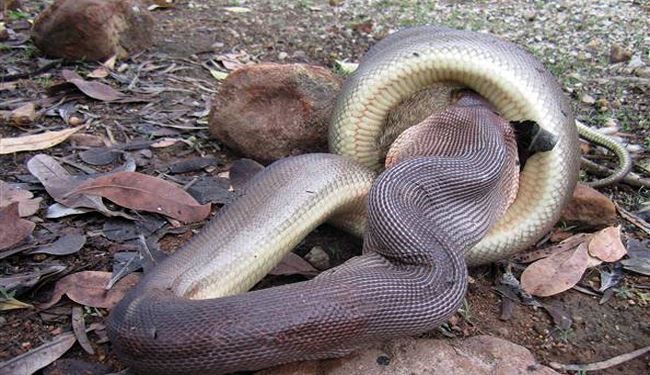 Python Swallowing a Wallaby at a National Park