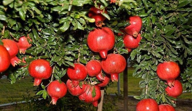 ایران تحتل المرکز الأول في انتاج الرمان بالعالم - قناة العالم الاخبارية