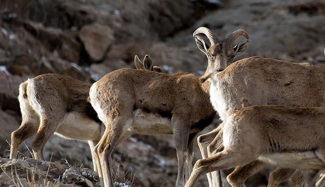 In Picture: Wildlife in northeast Iran