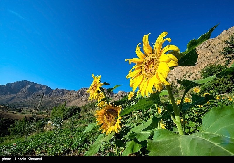 See stunning photos of Margoon or snake like waterfall in Iran